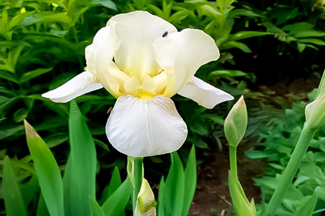 LIRIO BLANCO